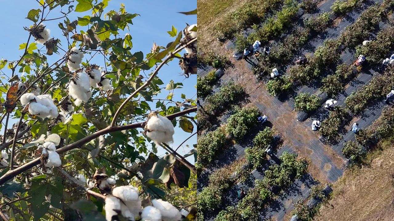 インナーウェア市場の中で光る天然素材ブランドの存在感――モノづくりの背景を伝える、オーガニックコットンの「プリスティン」とメリノウールの ...